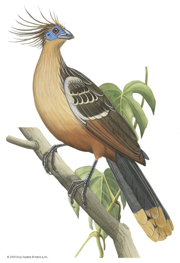 THE HOATZIN – NAZARENE NOTES